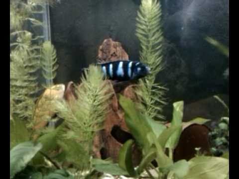 Полёт Димасони