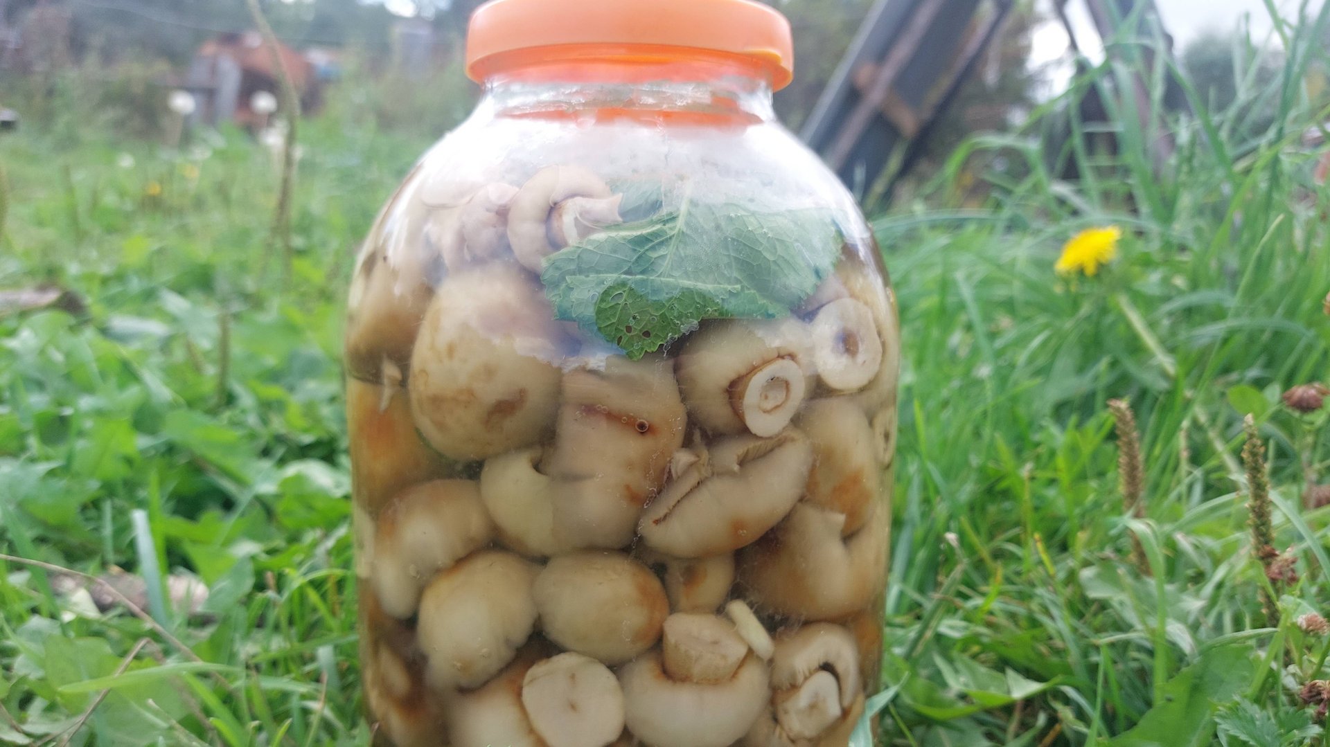 Как солить валуи (колокольчики). Правильная засолка грибов!