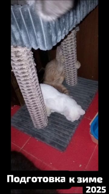 🛑🎷 Огромное спасибо ЕЛЕНЕ МАЛЬКОВОЙ   за подаренную стойку для кошек и ремонт  одной тумбочки!!!