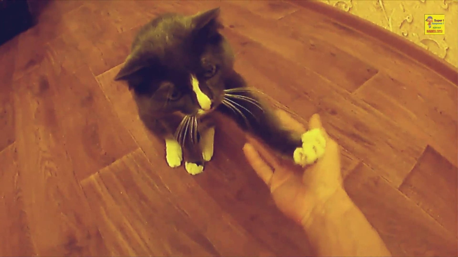 Кот даёт лапу