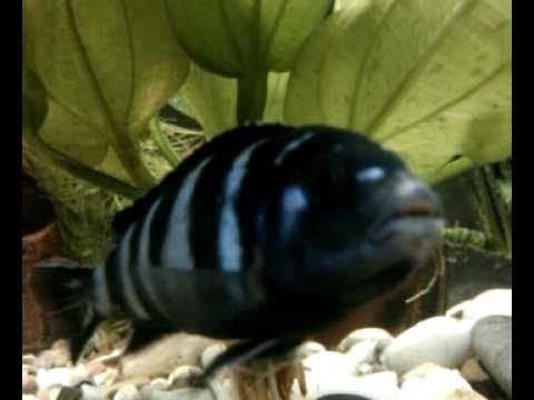 Димасони - крупный план