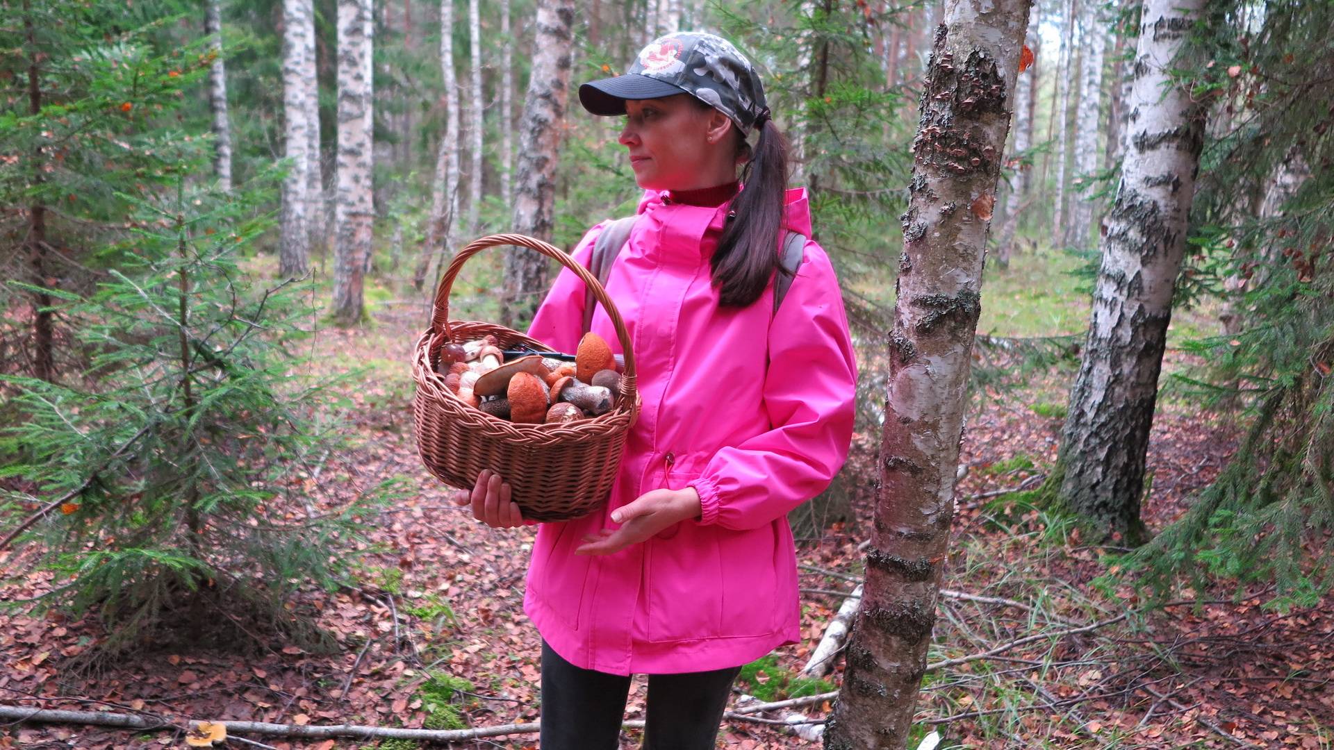 ГРИБЫ В ПОДМОСКОВЬЕ – В этом лесу даже пахнет грибами, потому что в нём много грибов | 1 ЧАСТЬ