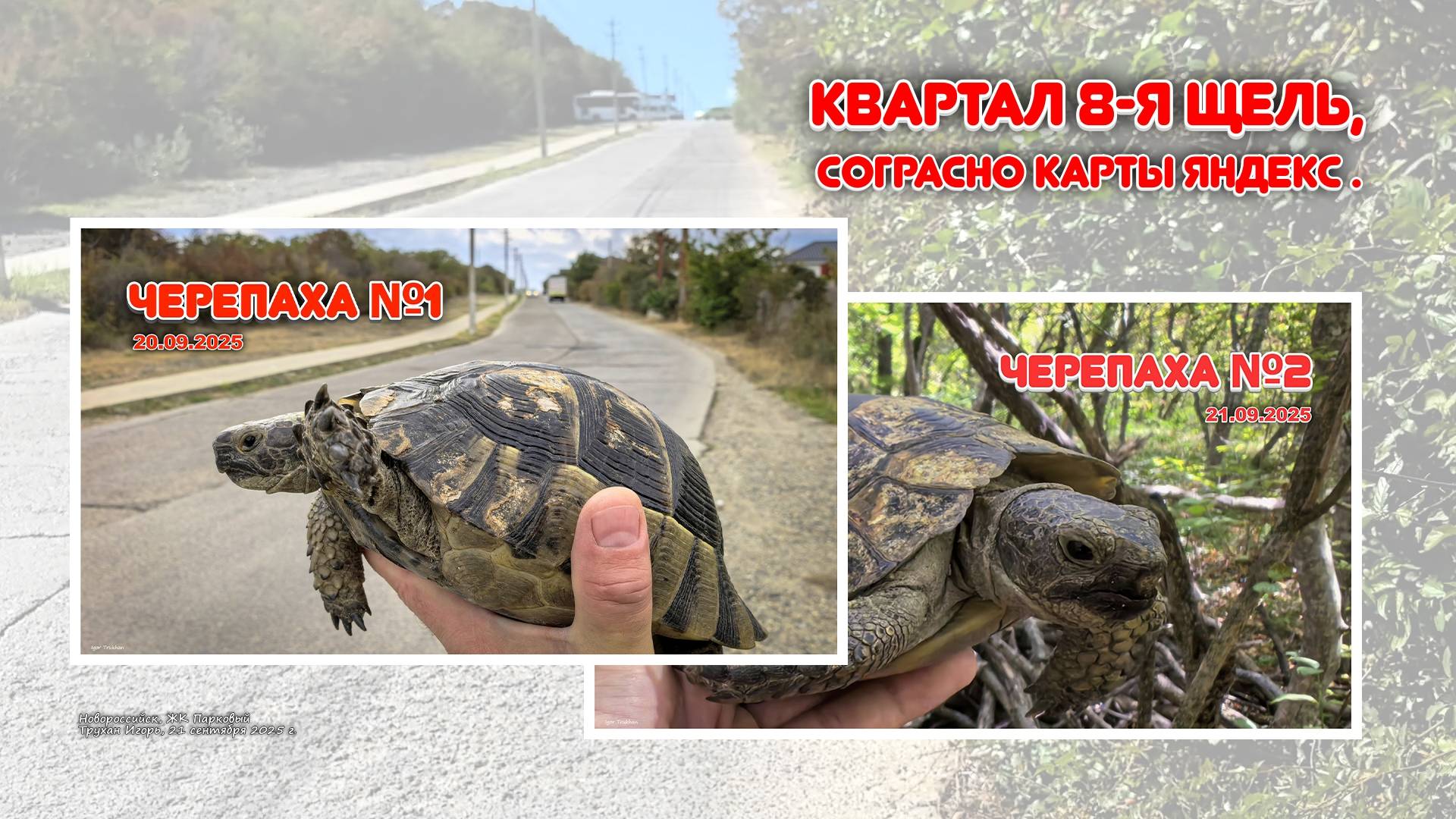 Суббота - воскресенье и опять черепахи. / 20-21.09.2025