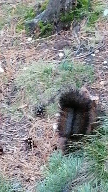 Бурятия. Улан-Удэ. Белки в сосновом лесу.