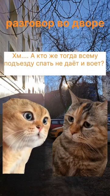 сериал #ДваКота продолжение. 😆🤞🔥😅🙏 #коты #юмор #шутка #анекдот #жиза #мем #прикол #студент #житьжизн