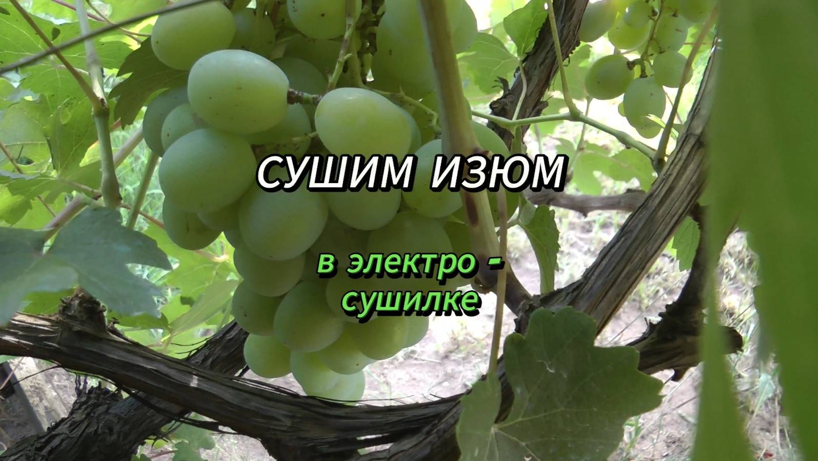 4.1. Напитки и кулинарные изделия из винограда. 4 выпуск. 1 часть. Сушим изюм в электросушилке (4К)
