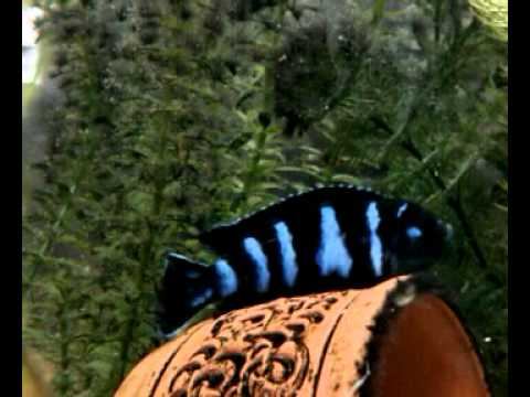 Самец Димасони у логова