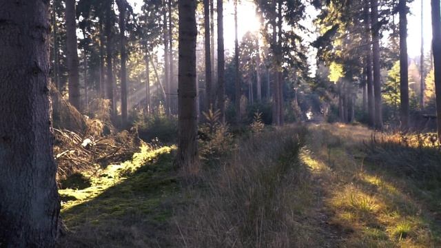 Музыка из фильма Дом с лилиями Е.Ширяев.