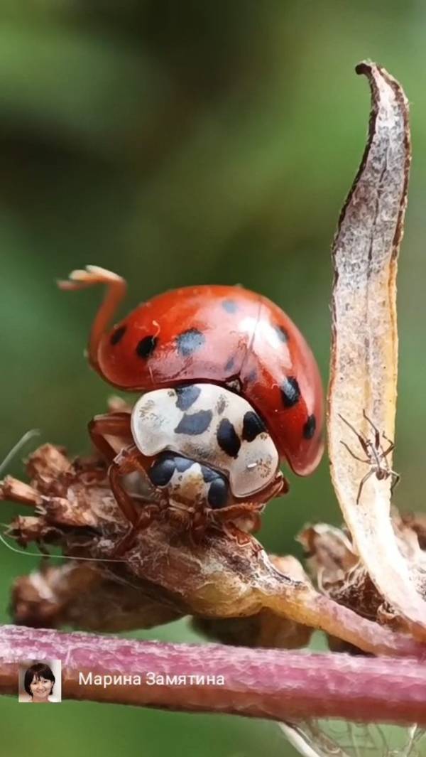 Божья коровка умывается...