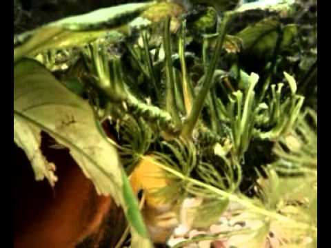 Еллоу (самец)