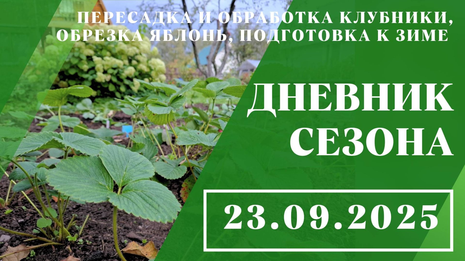 Пересадка и обработка клубники, обрезка яблонь, подготовка к зиме // 23.09.2025