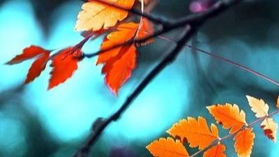 ОКТЯБРЬ--ВЕСЫ(таро)