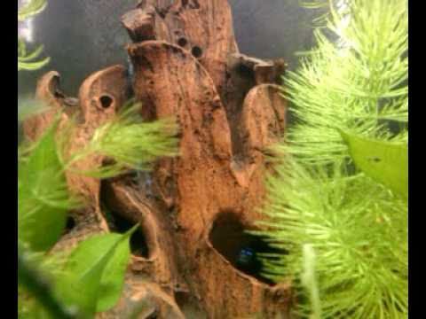 Самка Димасони в укрытии