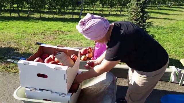 Как в Адыгее продают яблоки