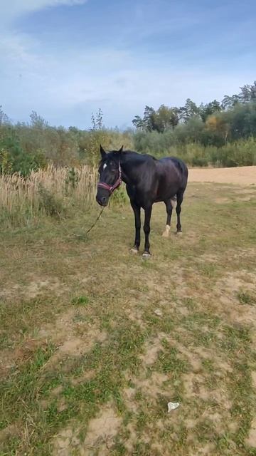 я познал Дзен