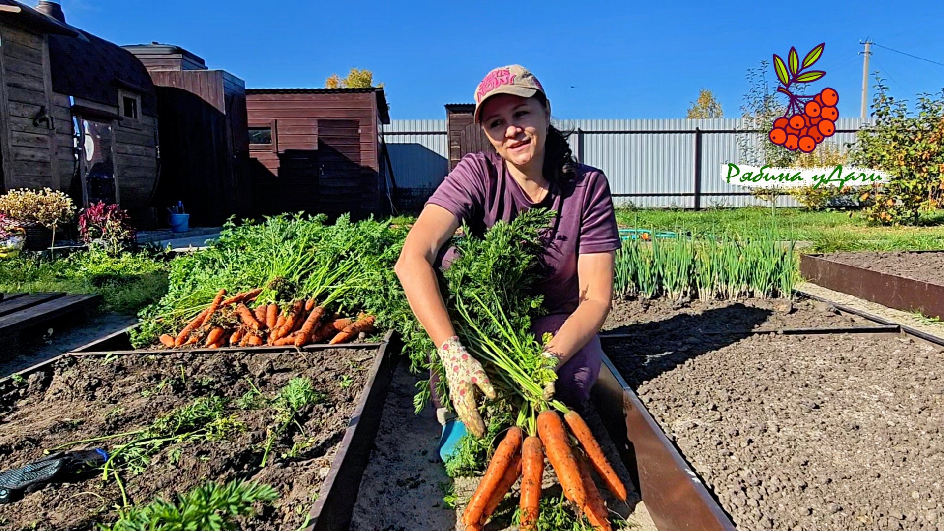 УДАЧНЫЙ УРОЖАЙ МОРКОВИ/ ЗОЛОТИСТАЯ КУКУРУЗА / ЭКСПЕРИМЕНТ - КАМБАЛА НА САДЖЕ