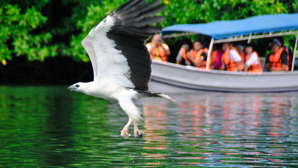 о. Лангкави, Малайзия | Кормление орлов