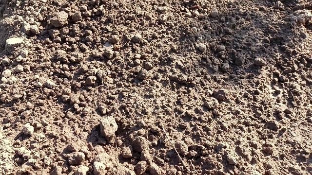 Приготовила грядки для посадки озимого чеснока и лука. Когда лучше высаживать лук и чеснок под зиму