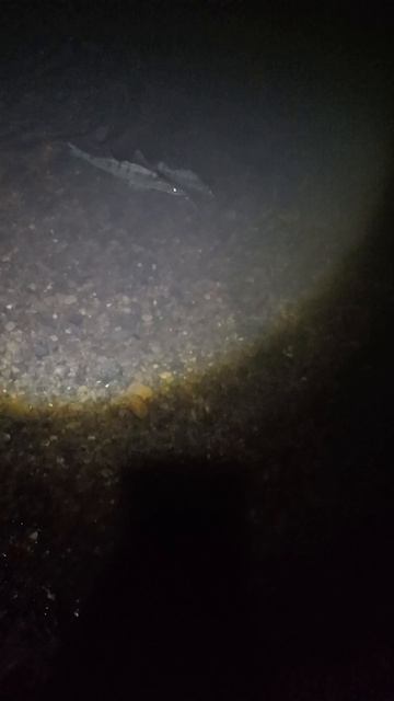 ОСЕННИЕ СУДАКИ