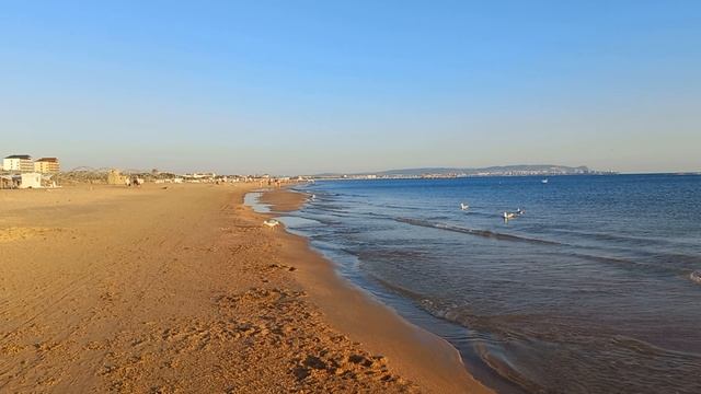 Чайки прилетели на ужин поймать морские деликатесы Витязево 22.09.2025