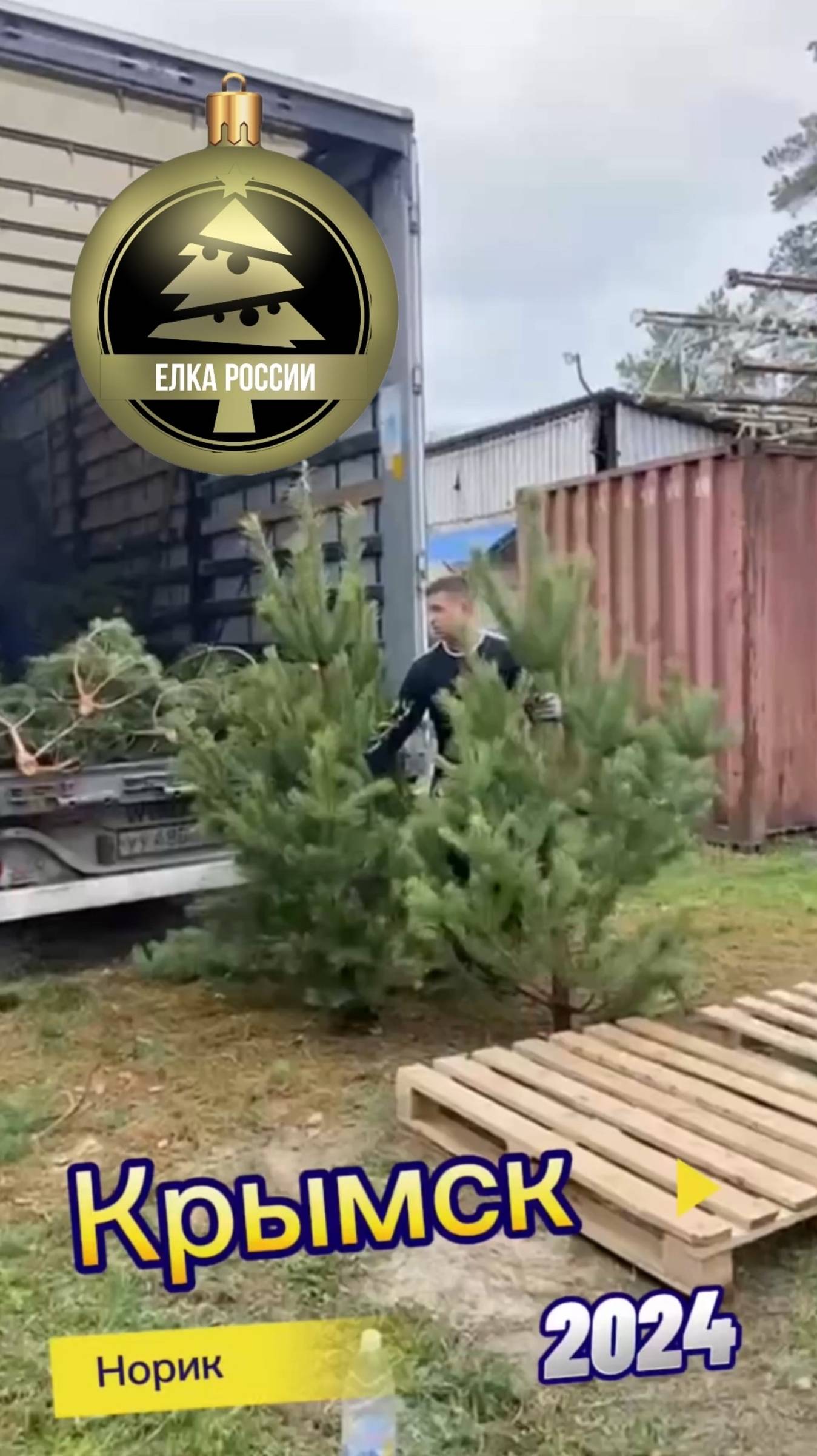 🎄НОВОГОДНЯЯ ЕЛКА ОПТОМ | видеоотзыв КРЫМСК🎄