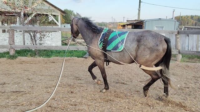 Вэст Квин разбирается с лонжей.
