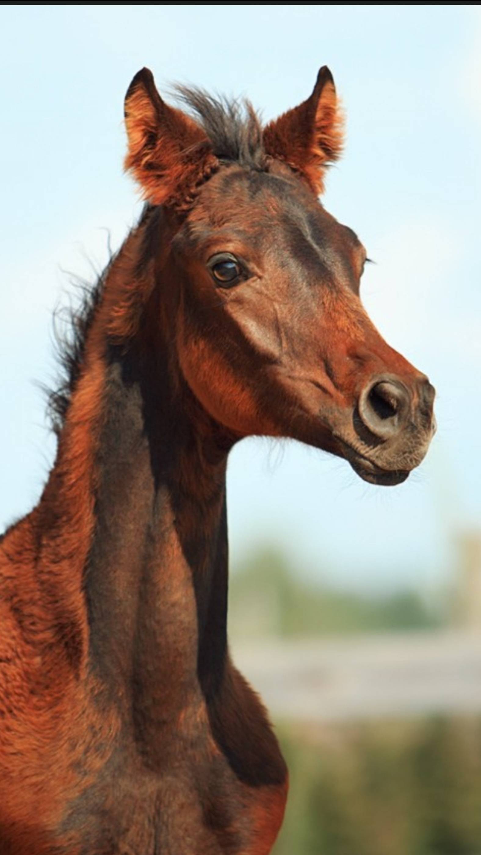 жеребчики 2025гр