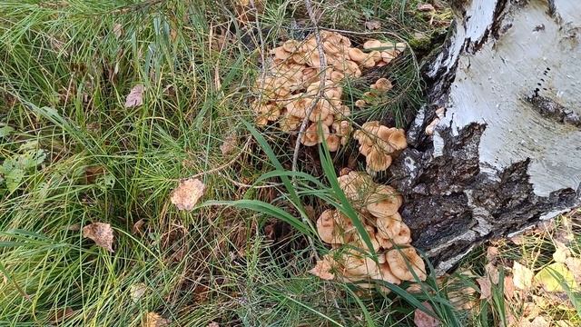 Тихая охота за опятами.