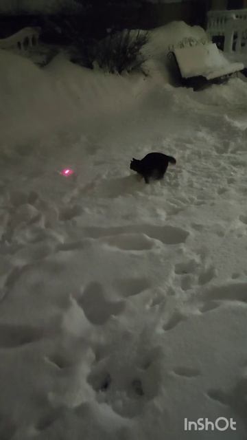 Котёнок носится в снегу за лазерной указкой по сугробам❤️❄️