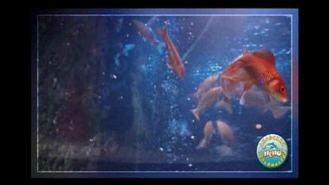 В.К. НЕСЁТ  МЕНЯ  ТЕЧЕНИЕ.исп. А. Белых. Урломская  студия  ДЕБЮТ.