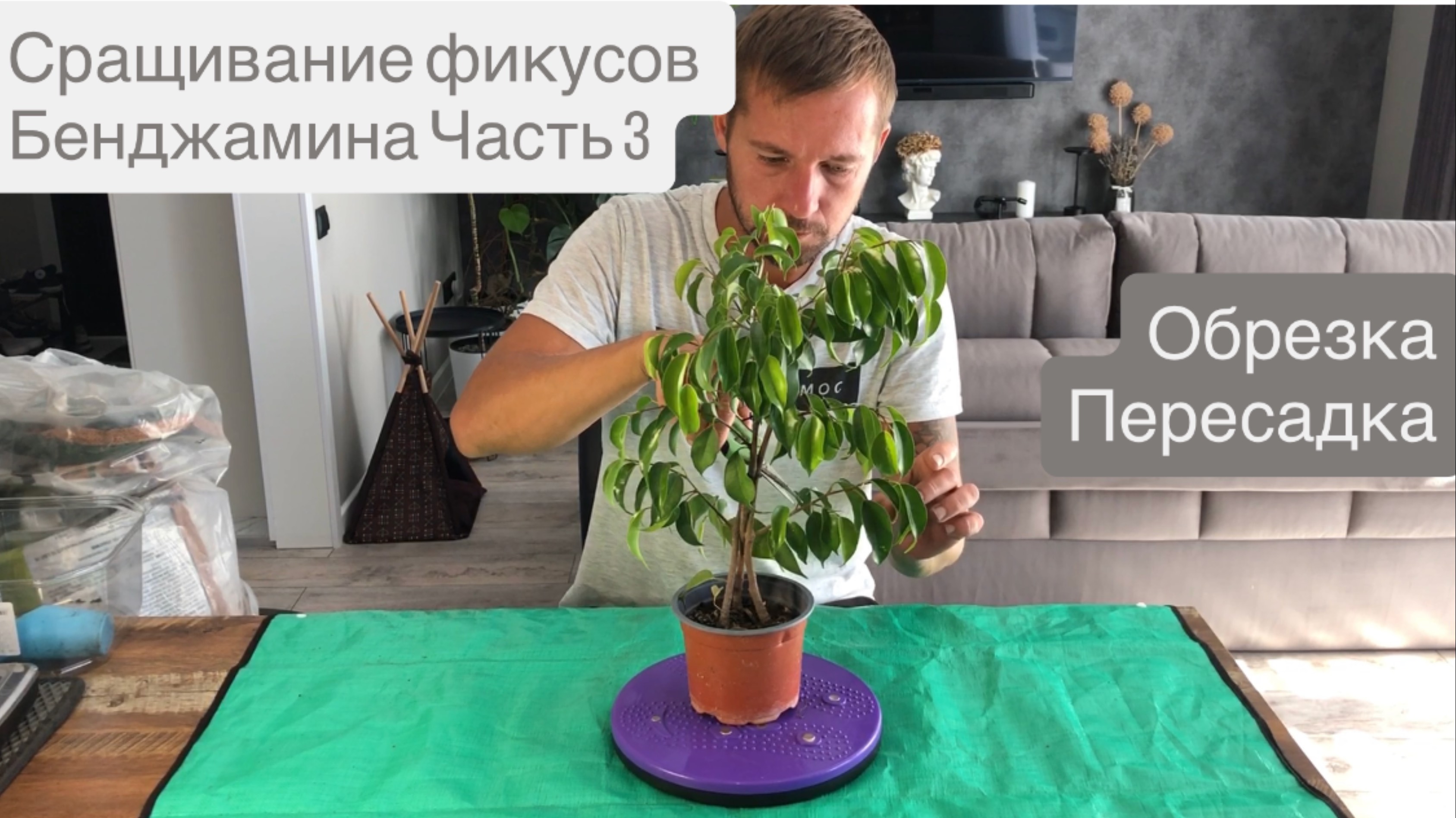 Сращивание фикусов Бенджамина Часть 3. Обрезка и пересадка. Коротко об уходе