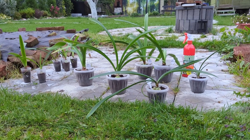 02-09-2025.Дача.Гиппеаструмы.Грунт и пересадка  из теплицы .