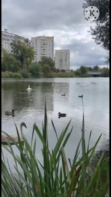 Милые добрые люди, пусть у вас у всех все будет хорошо ☀️🍁🦢