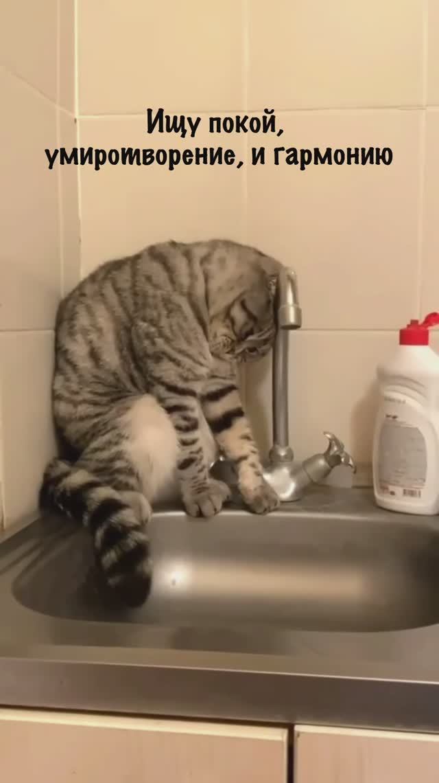 Весёлый привет от наших пушистых четвероногих друзей❗️ юмор от котиков (смешные котики)