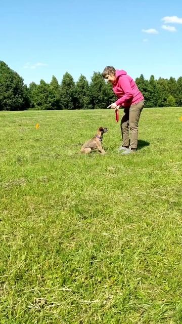 БТ Шани - флипы