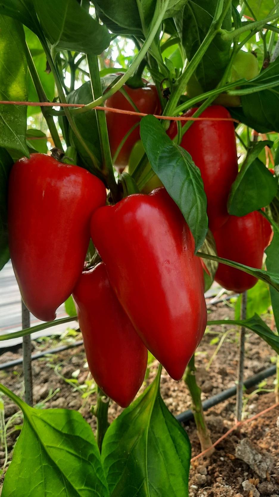 Проверенный сорт перцев - Уют