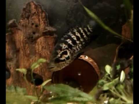 Цихлазома Манагуа портрет (2 минуты из жизни рыбины)