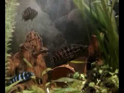 Манагуанская цихлазома и Димасони