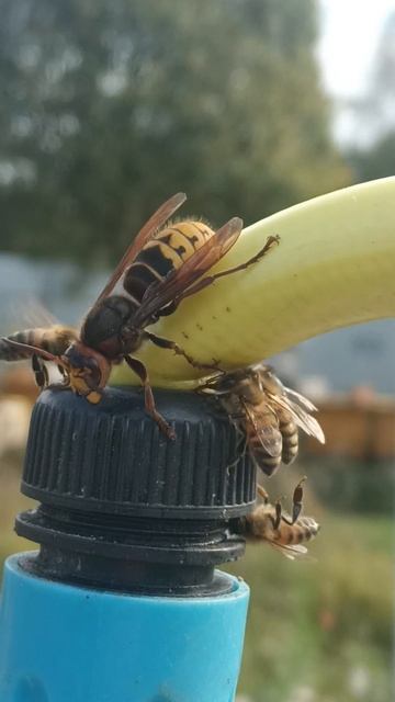 С врагом за одним столом Шершень #пасека #пчеловодство #пчёлы #шершни #защитапчел #вредителипчел