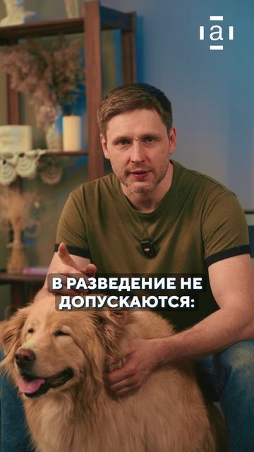 Что нужно, чтобы разводить собак?