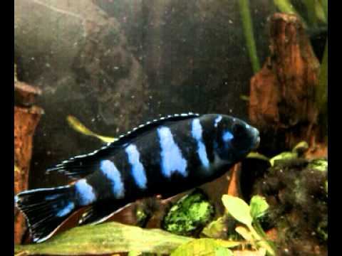 Псевдотрофеус Димасони (сентябрь 2011)