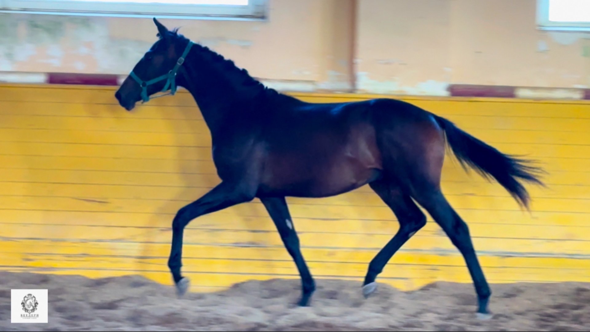 Жеребец  ДАВЛАД ХИТ WD, 2024 г.р.  #внукиDantanderHit