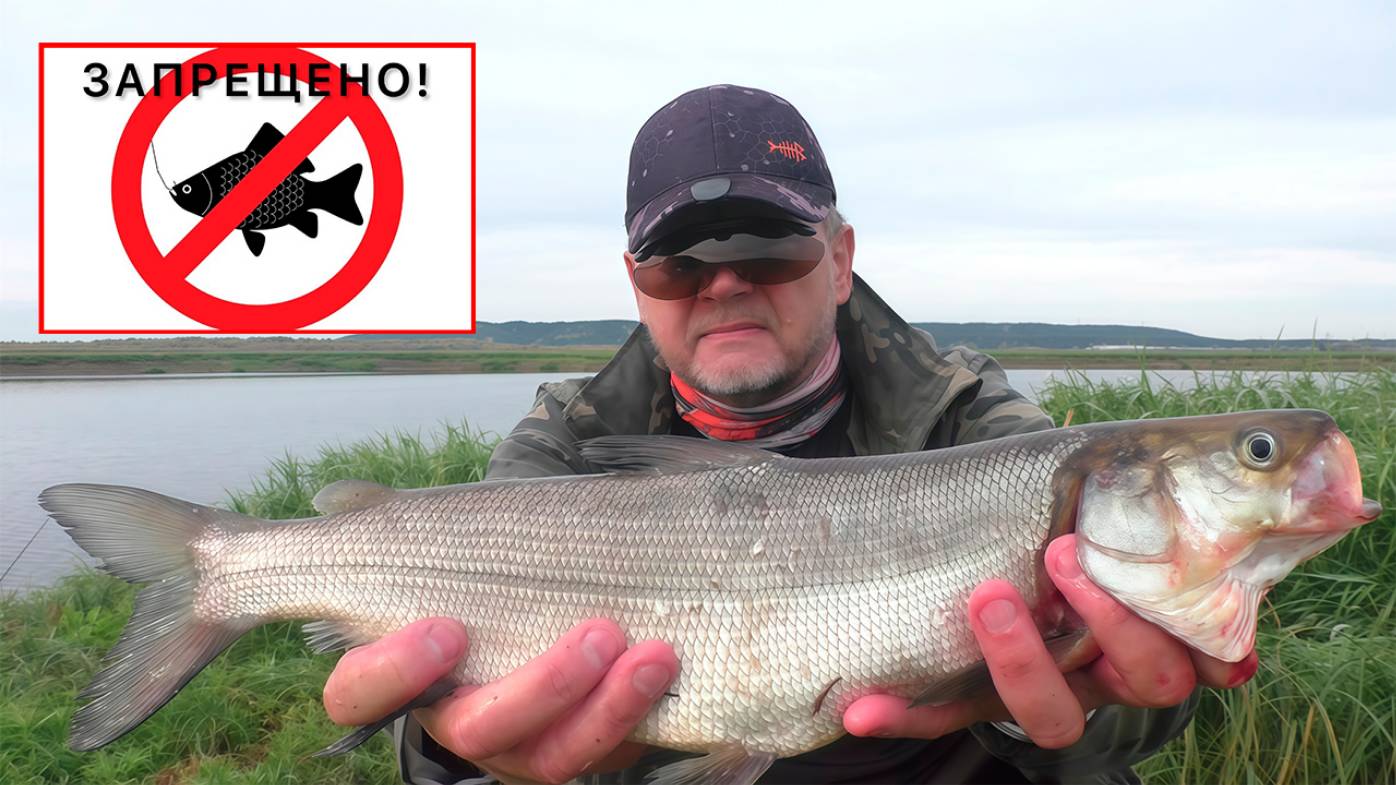 КРАСНОКНИЖНАЯ РЫБА!