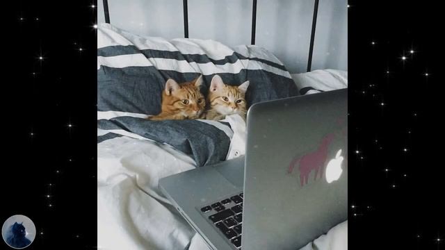 К чему снятся кошки