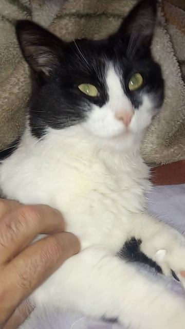 У кошки горят глаза смешное