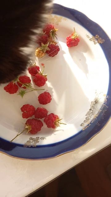 Кошка и спелая малина вкусняшка
