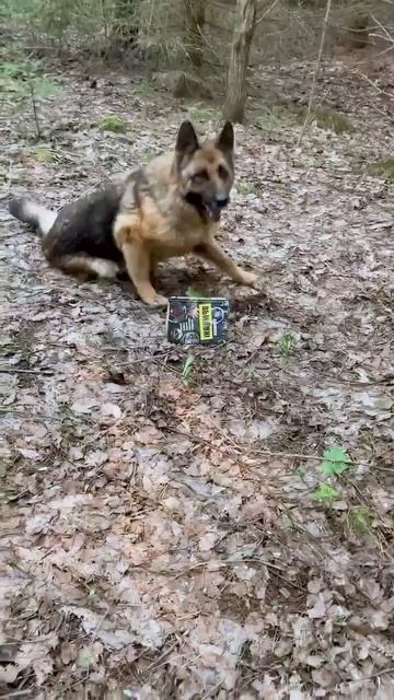 Выживи! Собака - выживака