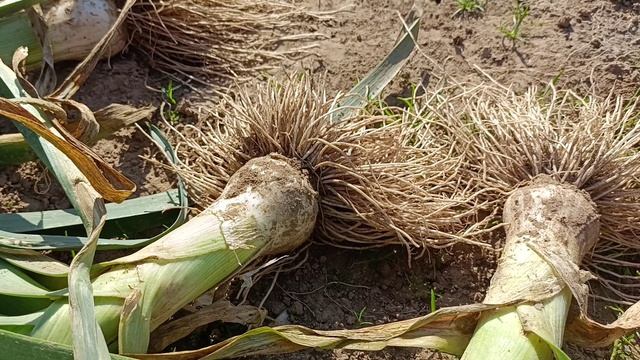 Убираю последний урожай. Выкопала лук порей и дайкон