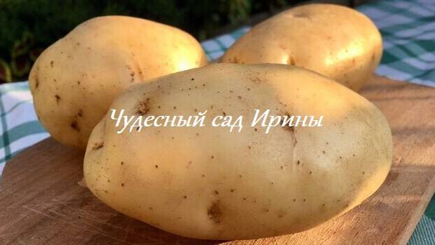Чудесный сад Ирины. Лучшие сорта картофеля.