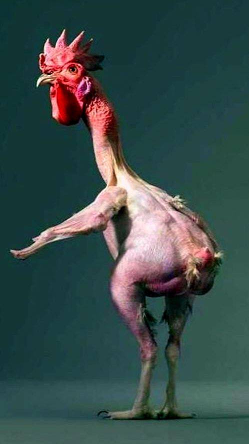 Танец куры Рябы.